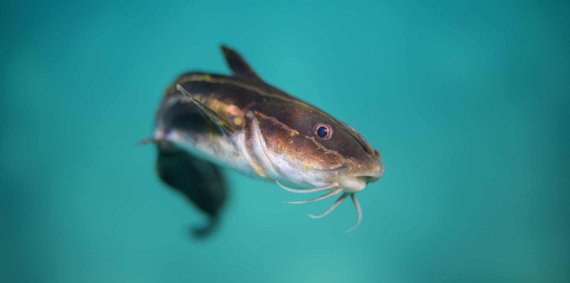 Latex Catfish oder Latex Catfish? | latexkultur.de